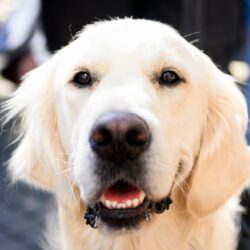 Community Resource Dogs - Northeastern University's Police Department