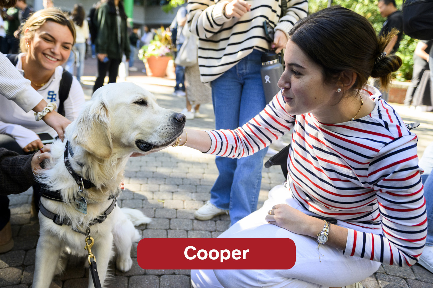Community Resource Dogs - Northeastern University's Police Department