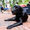 Community Resource Dogs - Northeastern University's Police Department